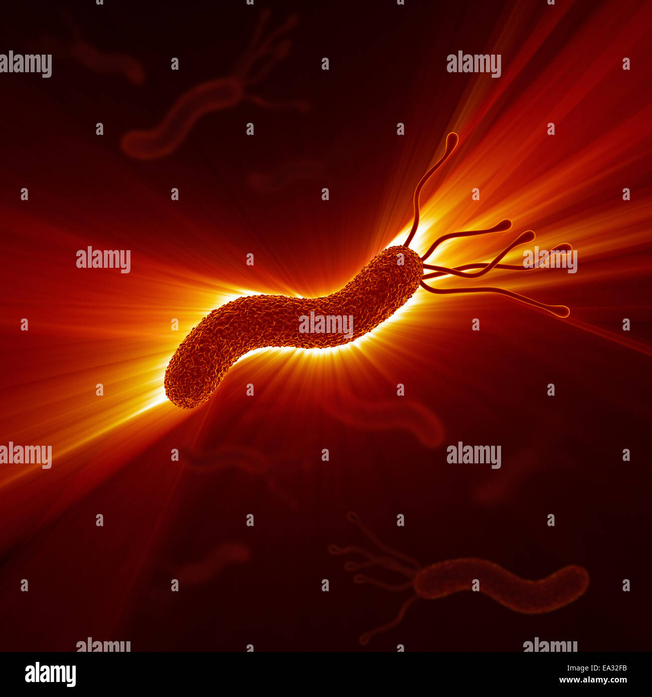 Helicobacter pylori infection hi-res stock photography and images - Alamy