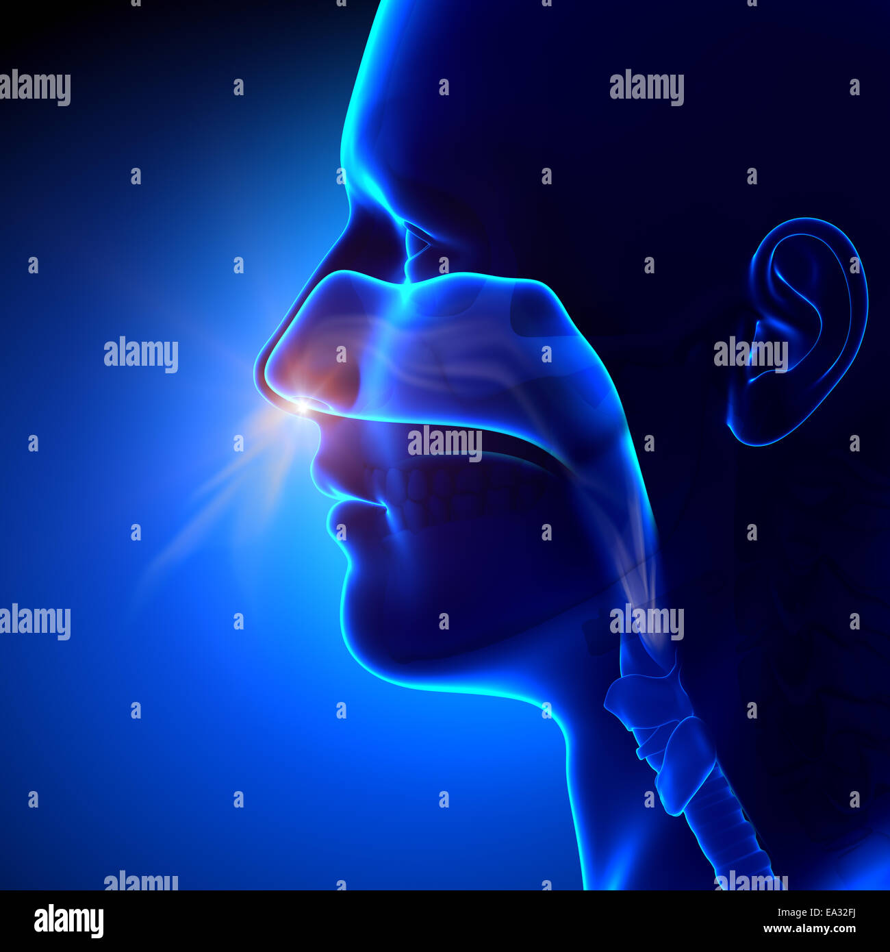 Sinuses - Breathing - Head Anatomy Stock Photo - Alamy