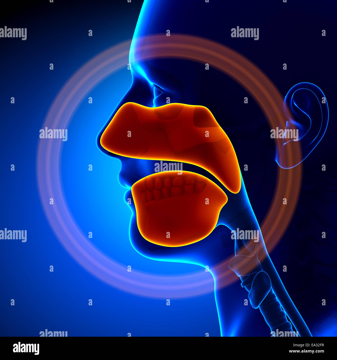 Sinuses Nasal Cavity Stock Photos & Sinuses Nasal Cavity Stock Images ...