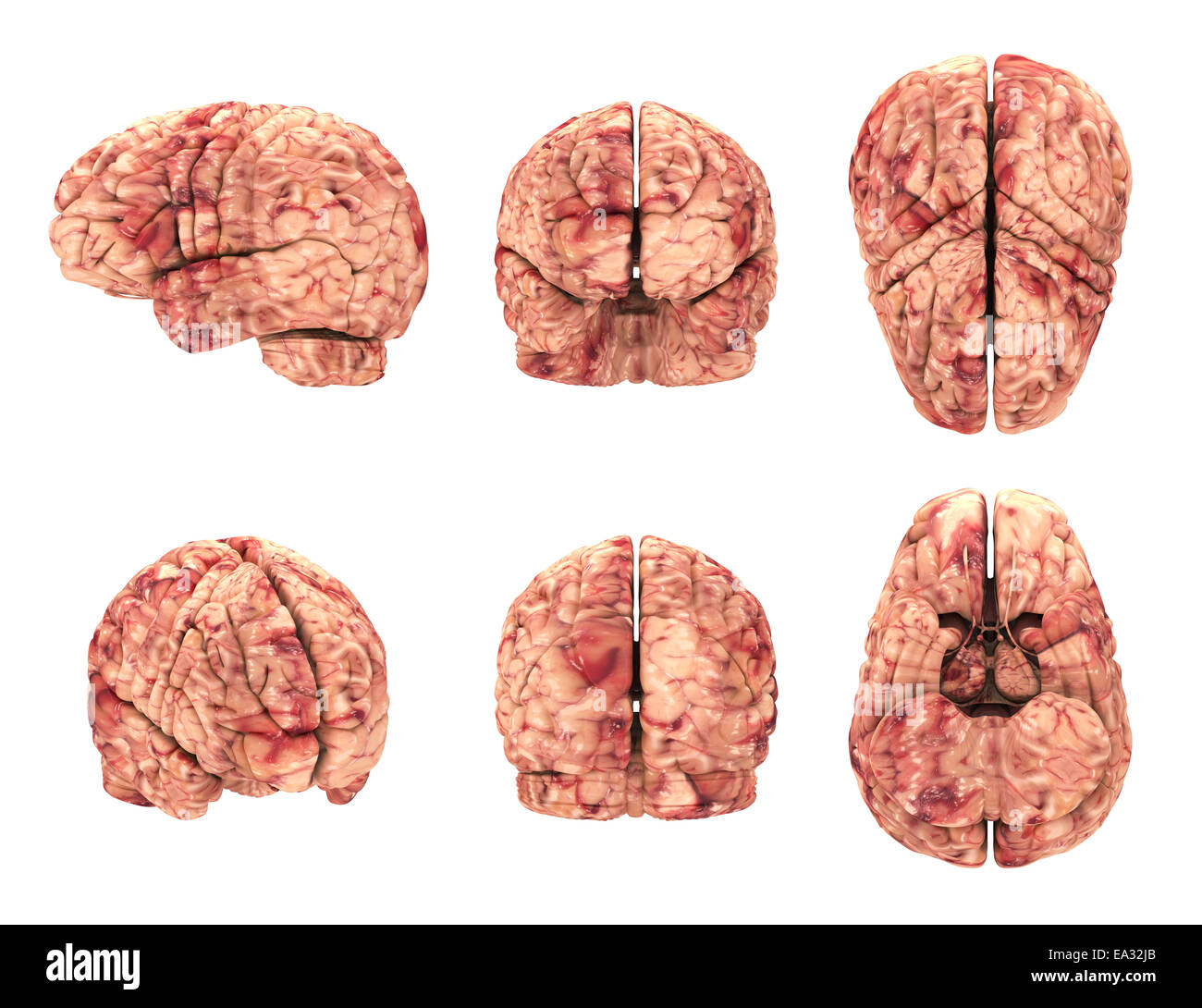 Anatomy Brain - 6 Views Isolated on White Stock Photo - Alamy