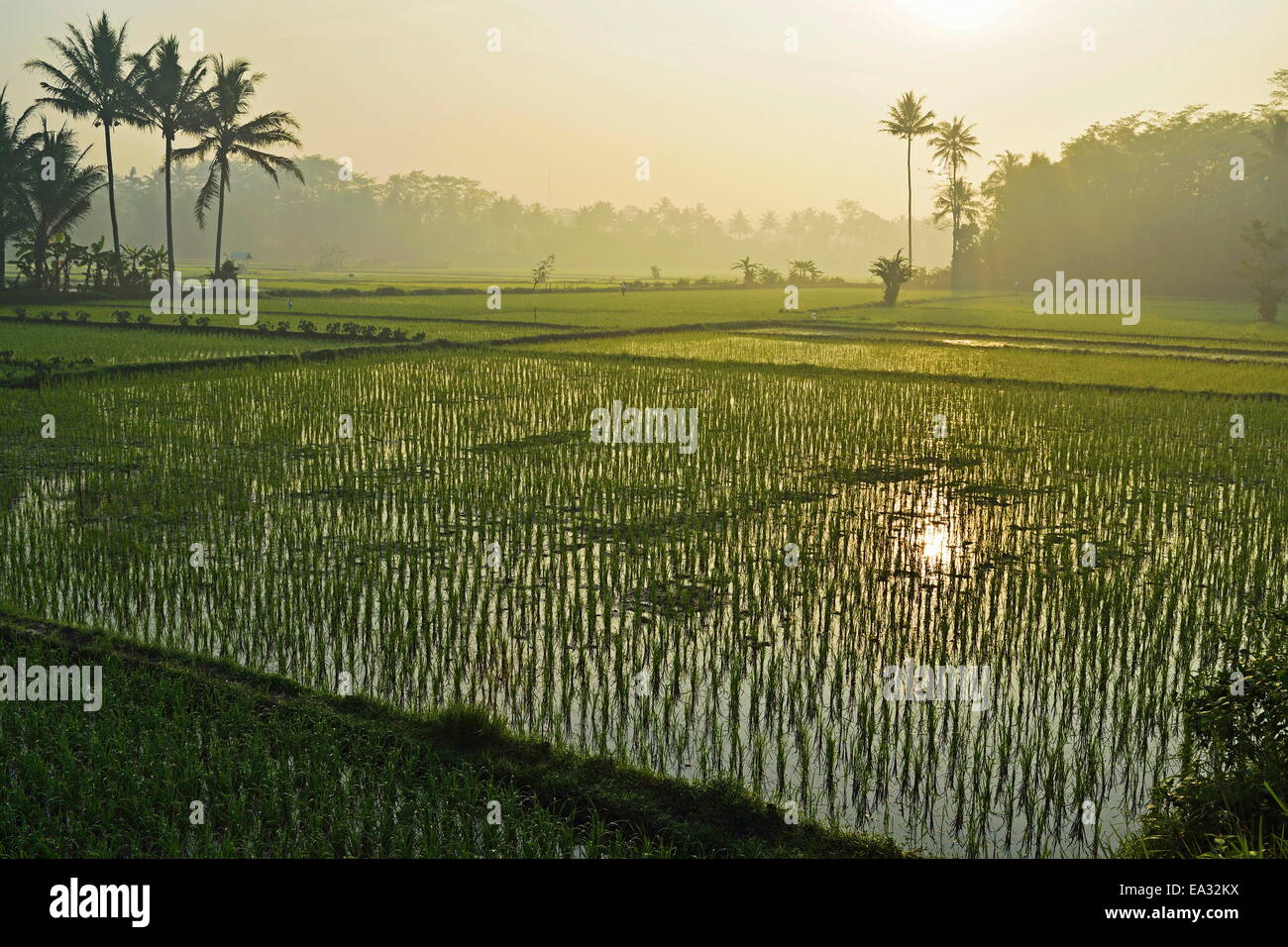 Kedu plain hi-res stock photography and images - Alamy