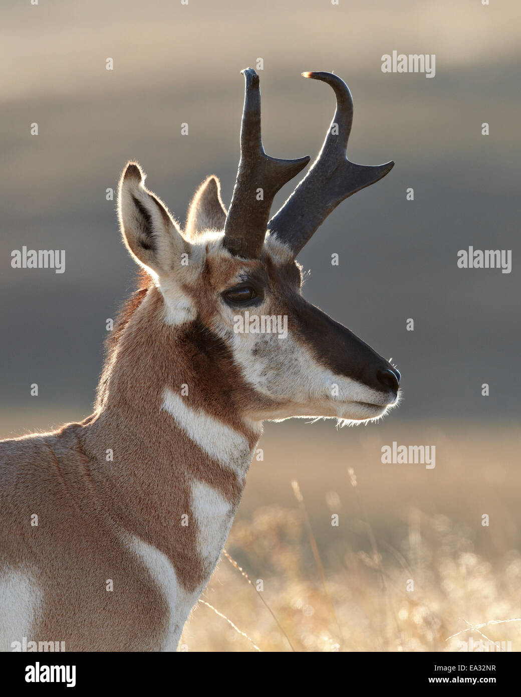 Pronghorn (Antilocapra americana) buck, Custer State Park, South Dakota ...