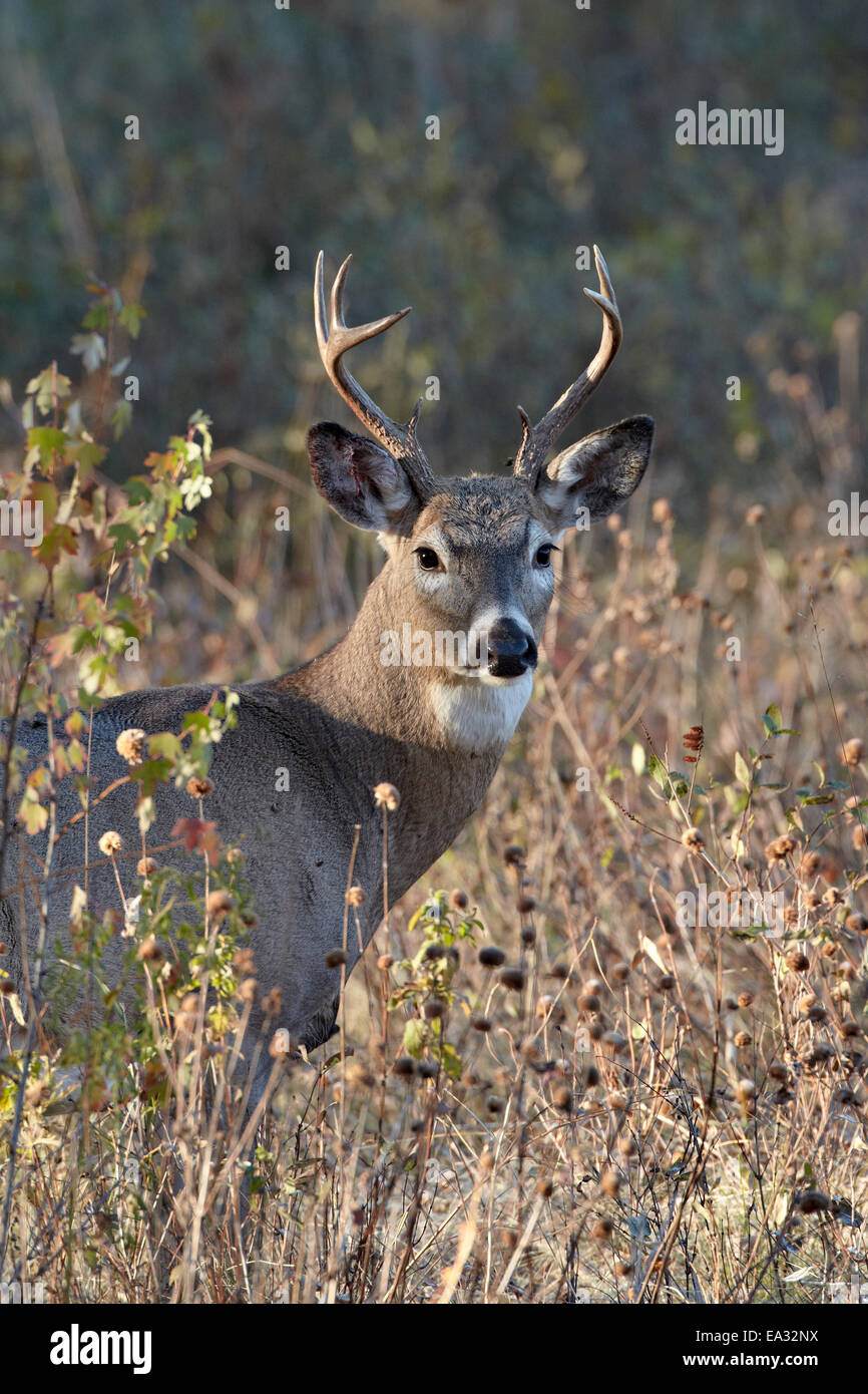 White-tailed deer (whitetail deer) (Virginia deer) (Odocoileus ...