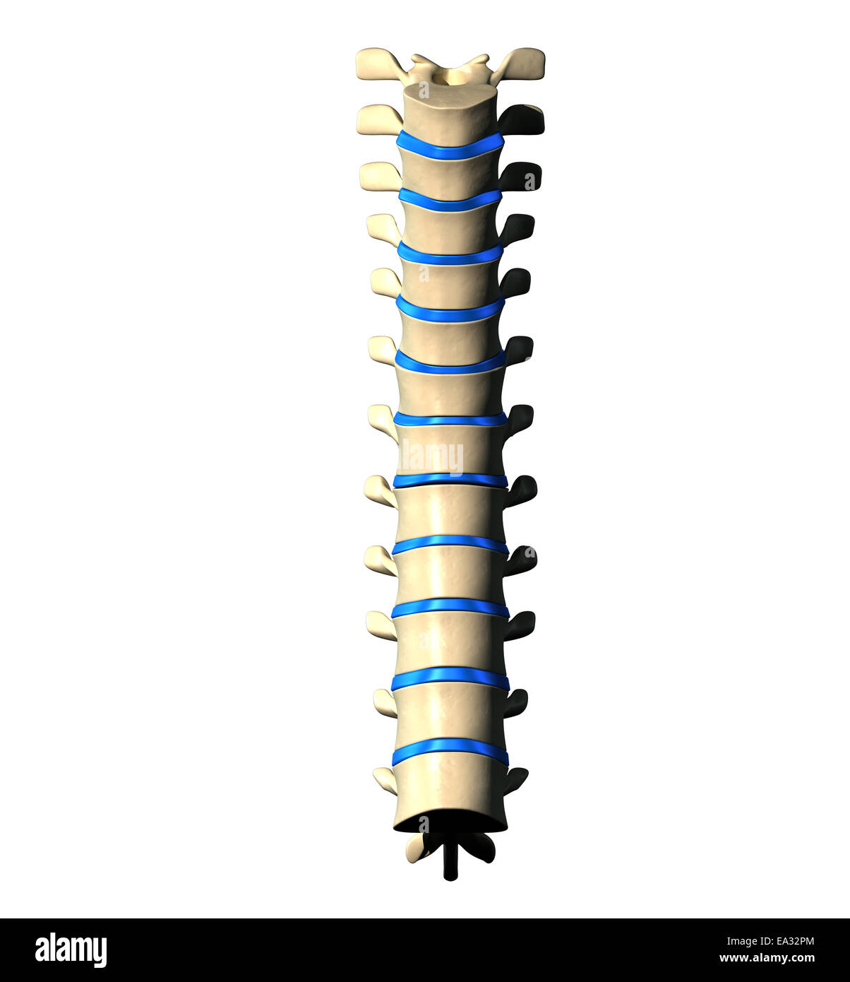 Thoracic Vertebrae Anatomy High Resolution Stock Photography and Images ...