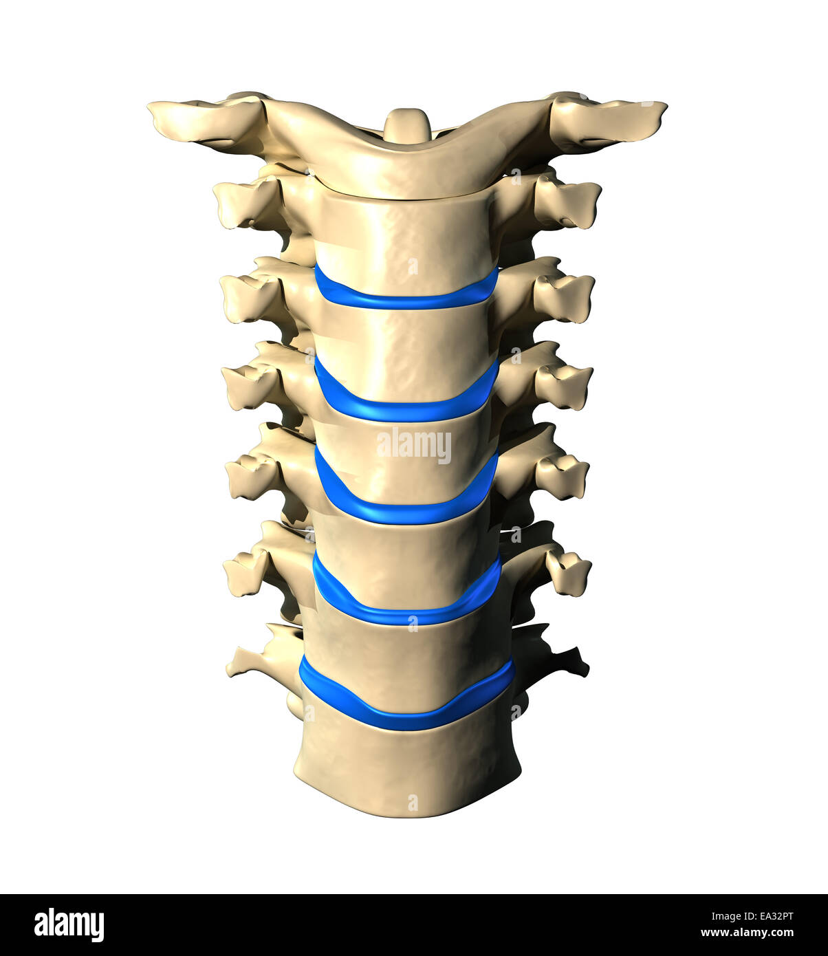 Cervical hi-res stock photography and images - Alamy