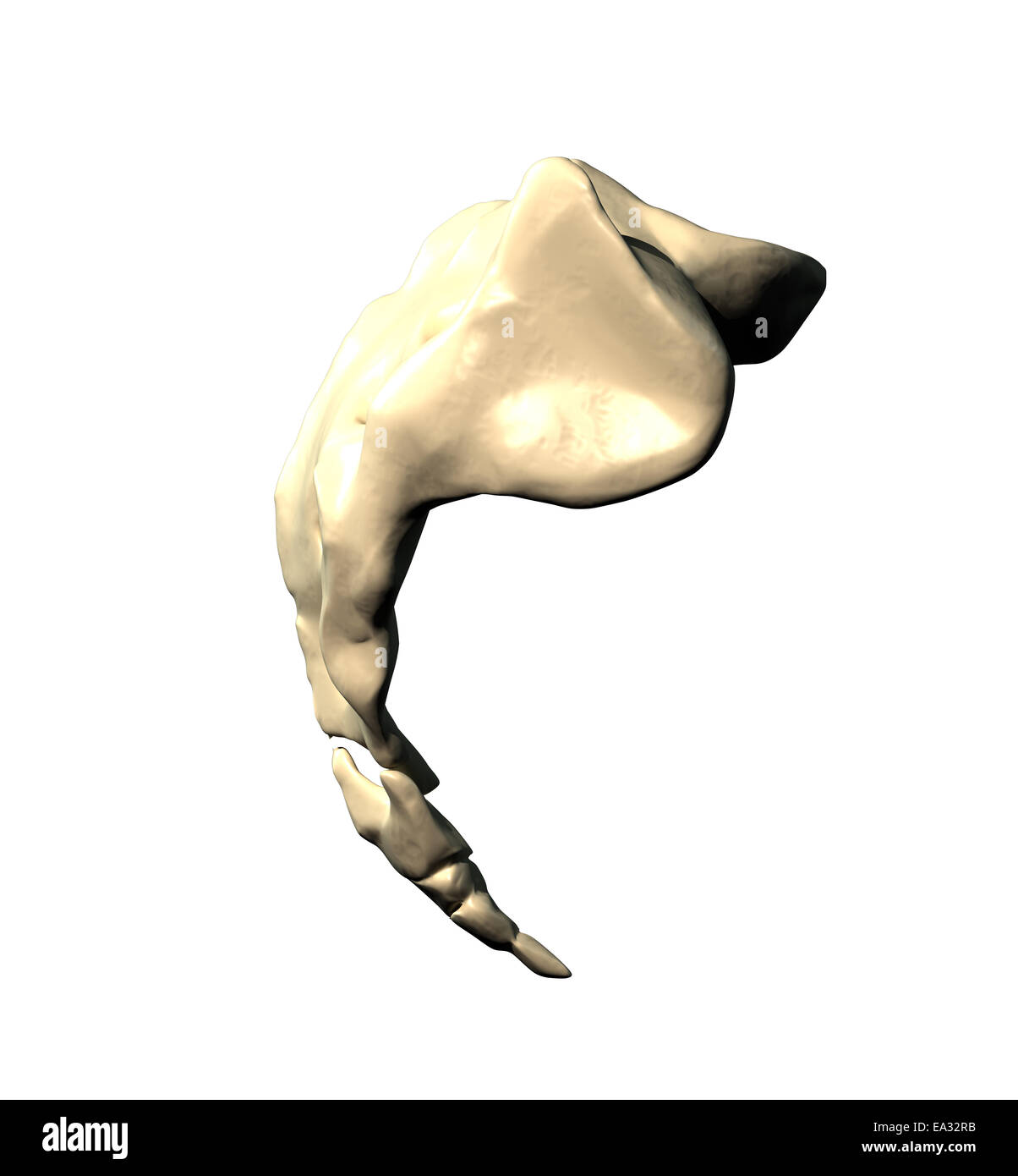 Sacrum bone hi-res stock photography and images - Alamy