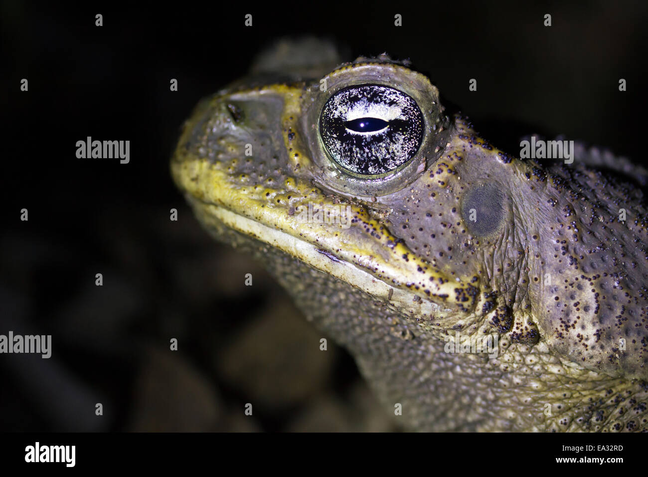 Marine cane south hi-res stock photography and images - Alamy