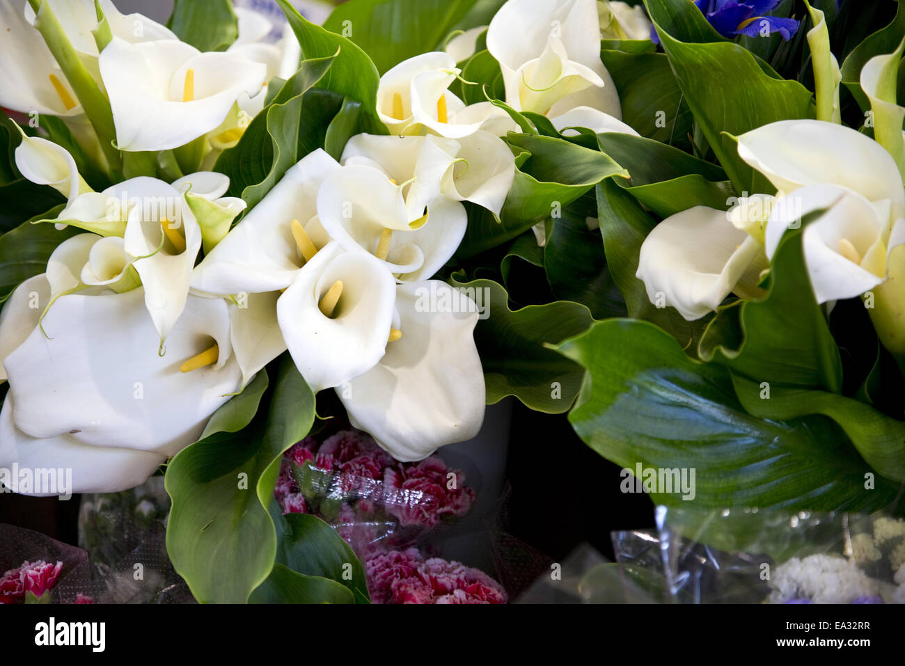 Calla lilie hi-res stock photography and images - Alamy