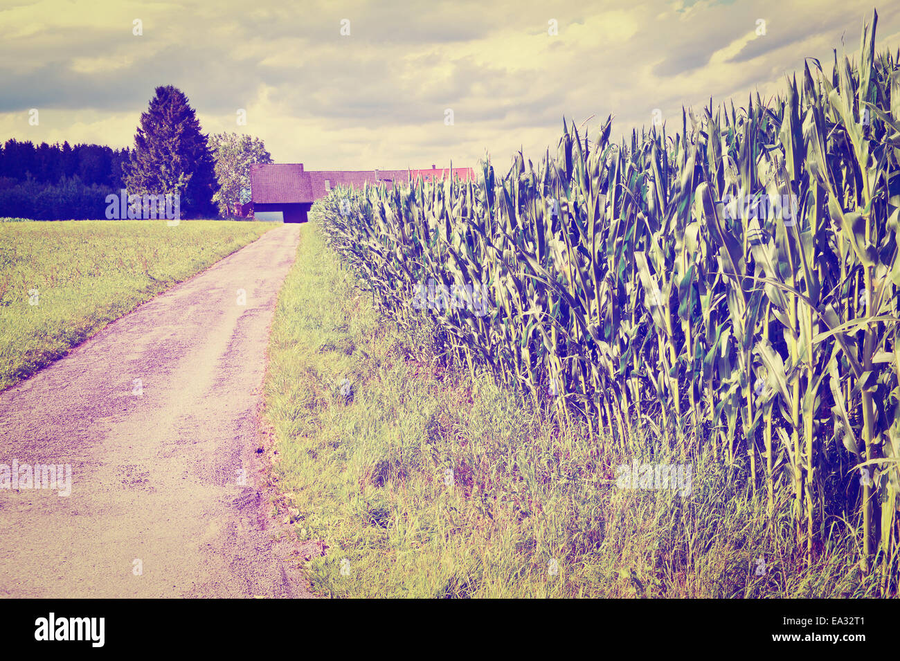 Corn Fields Stock Photo - Alamy