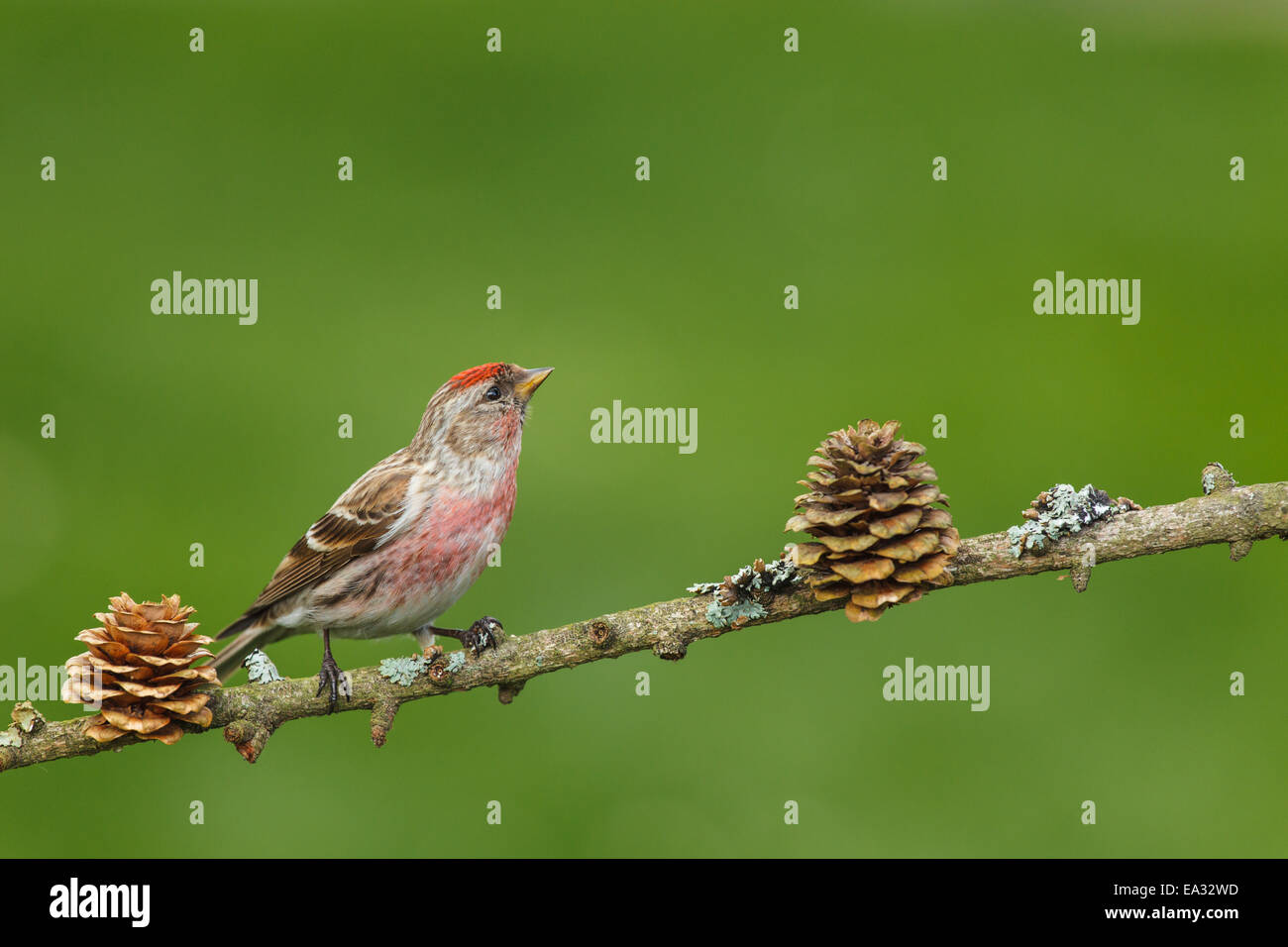 Redpoll flying hi-res stock photography and images - Alamy