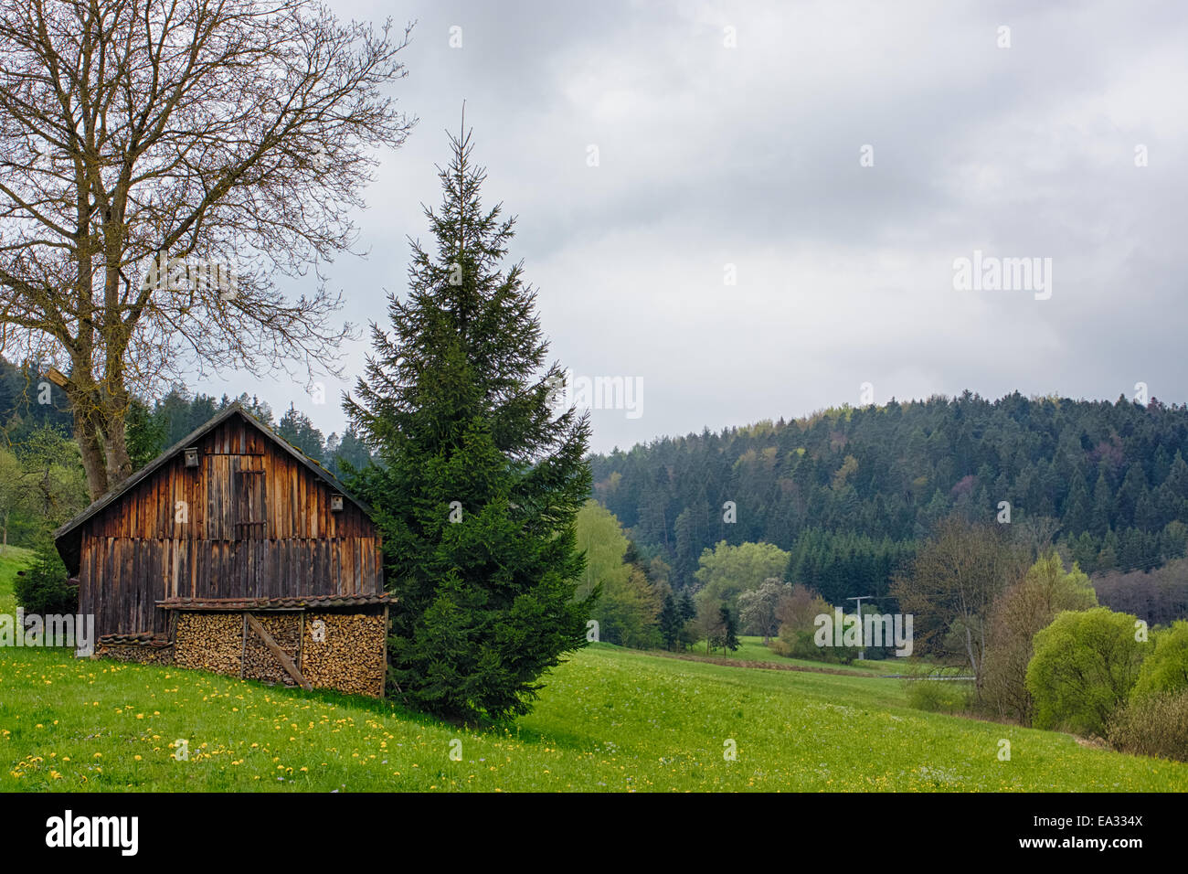Spring in black forest Stock Photo - Alamy