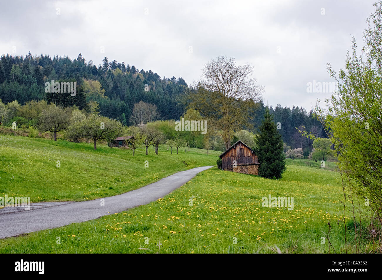 Spring in black forest Stock Photo - Alamy