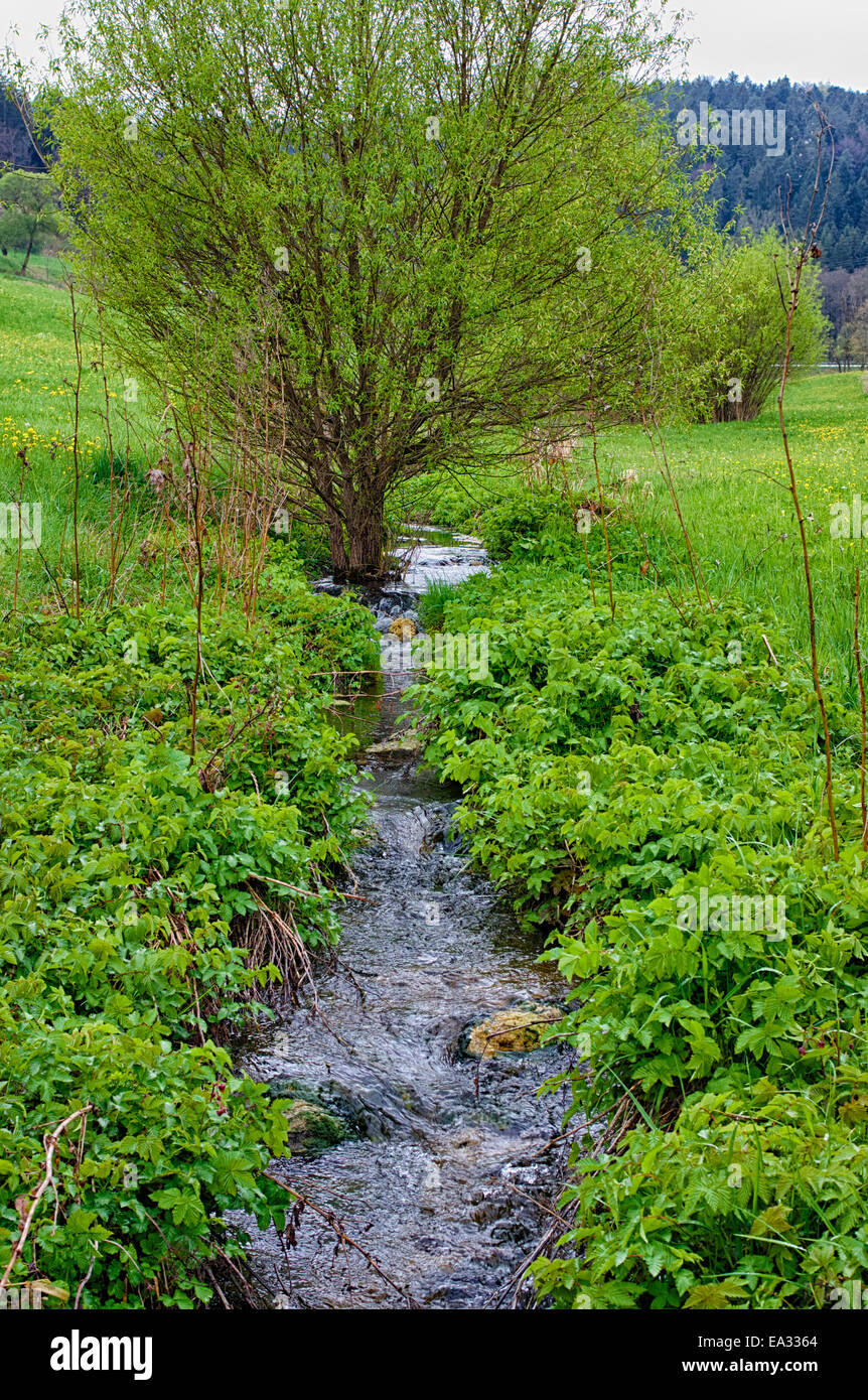 Spring in black forest Stock Photo - Alamy