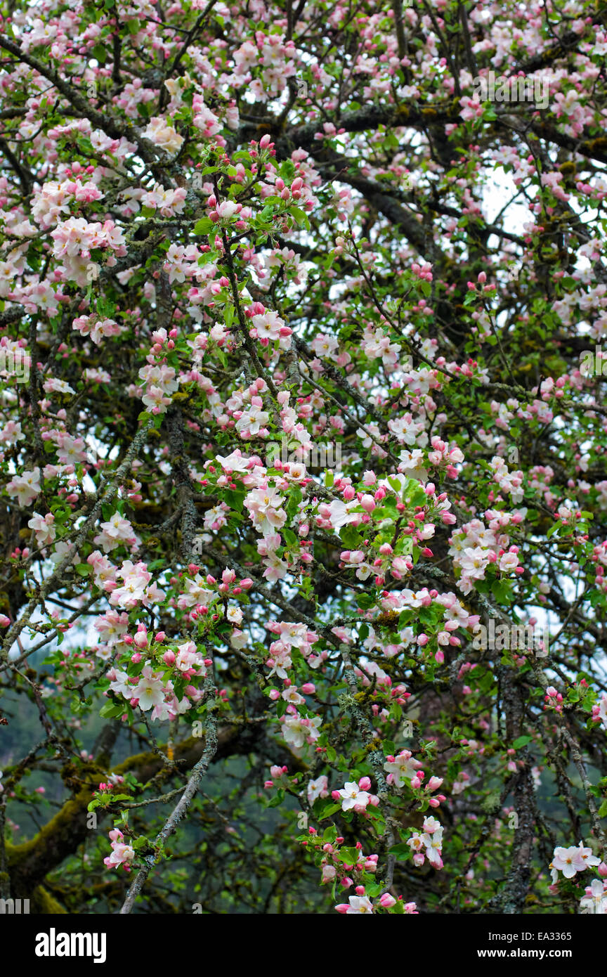 Spring in black forest Stock Photo - Alamy