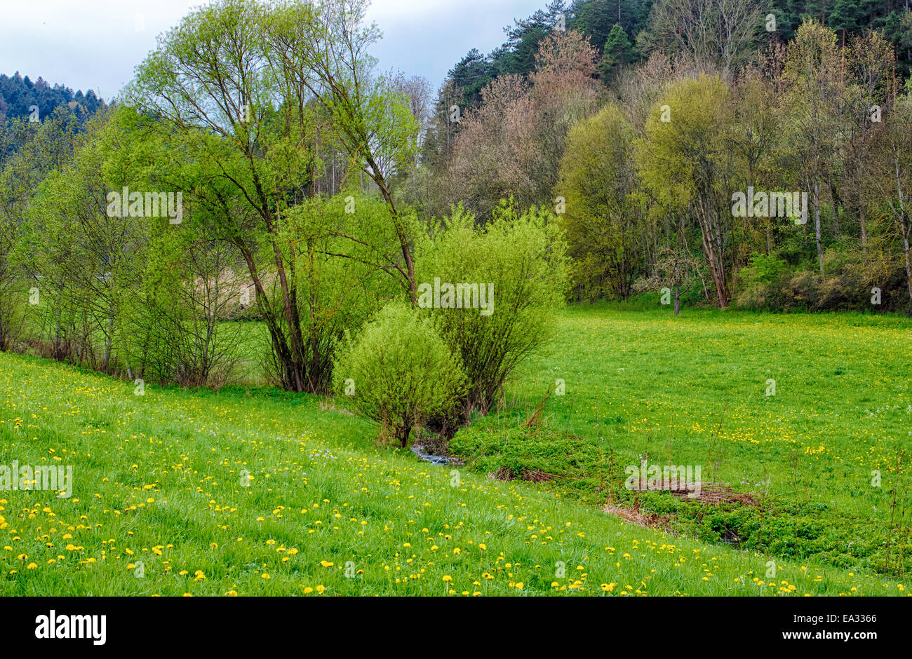 Spring in black forest Stock Photo - Alamy