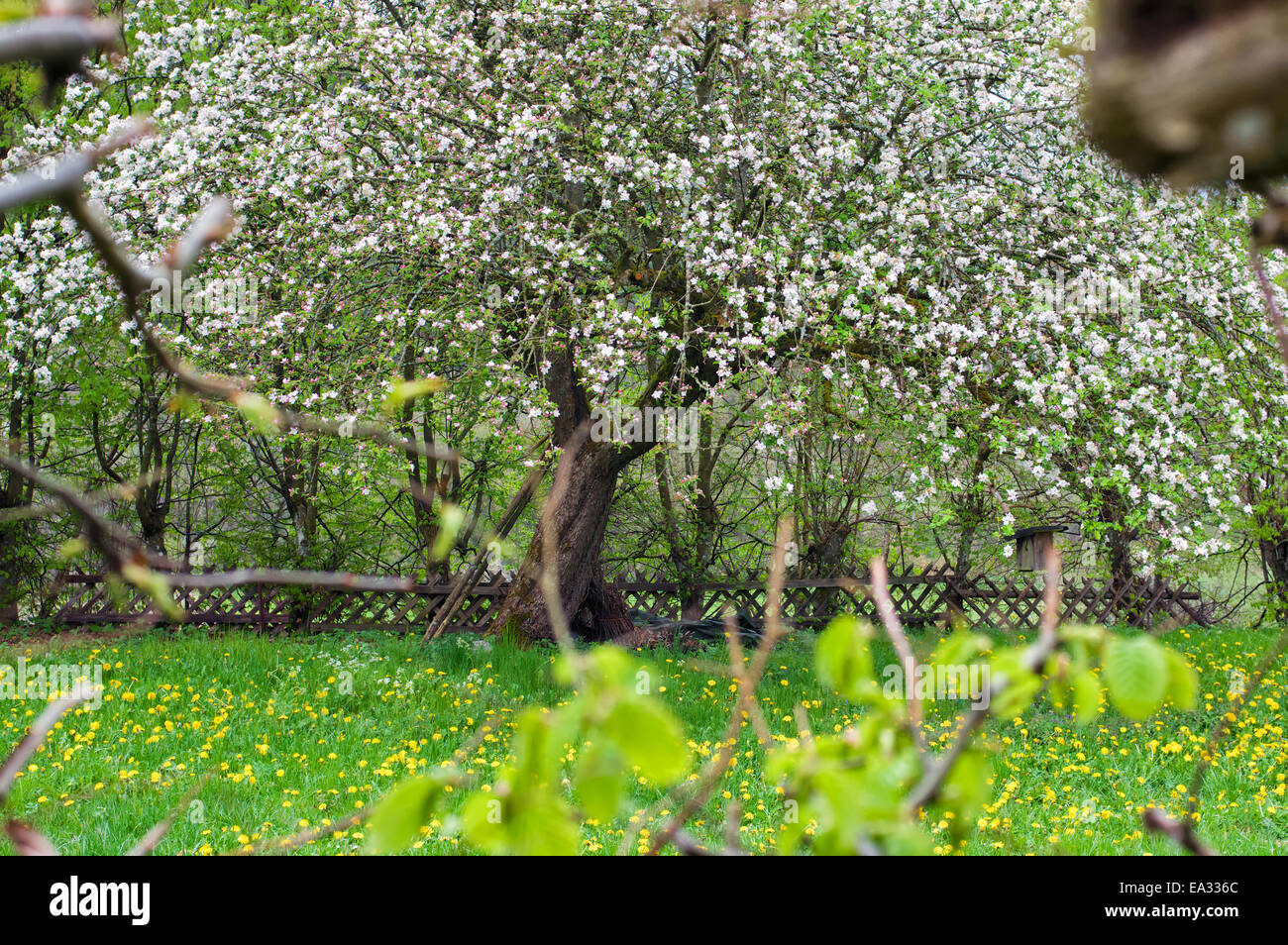 Spring in black forest Stock Photo - Alamy