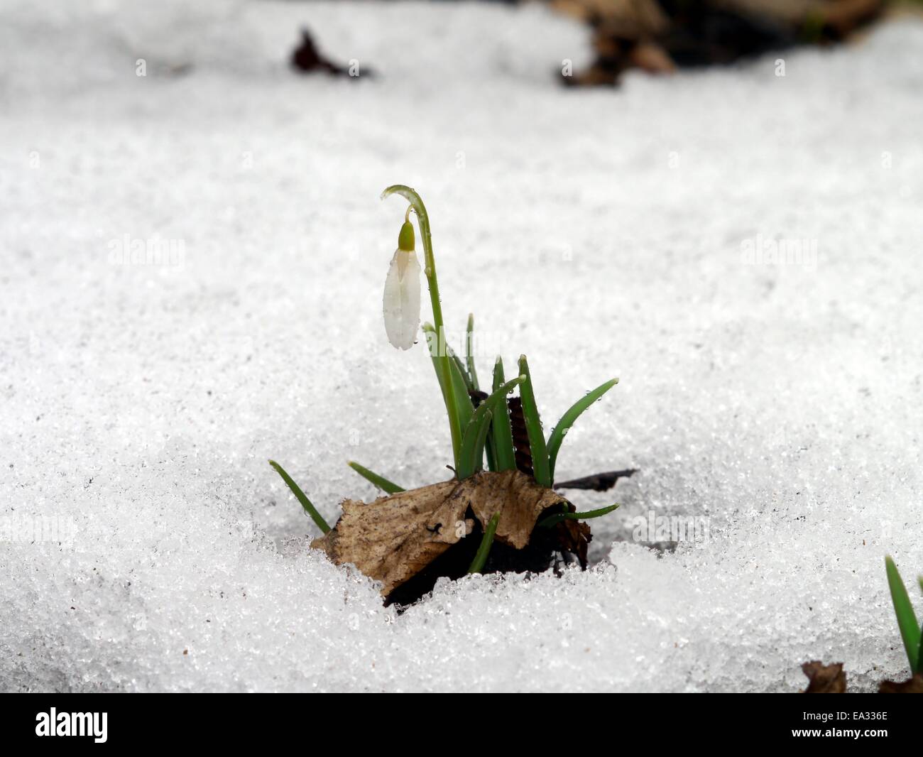 snowdrop with flower on snow background Stock Photo - Alamy