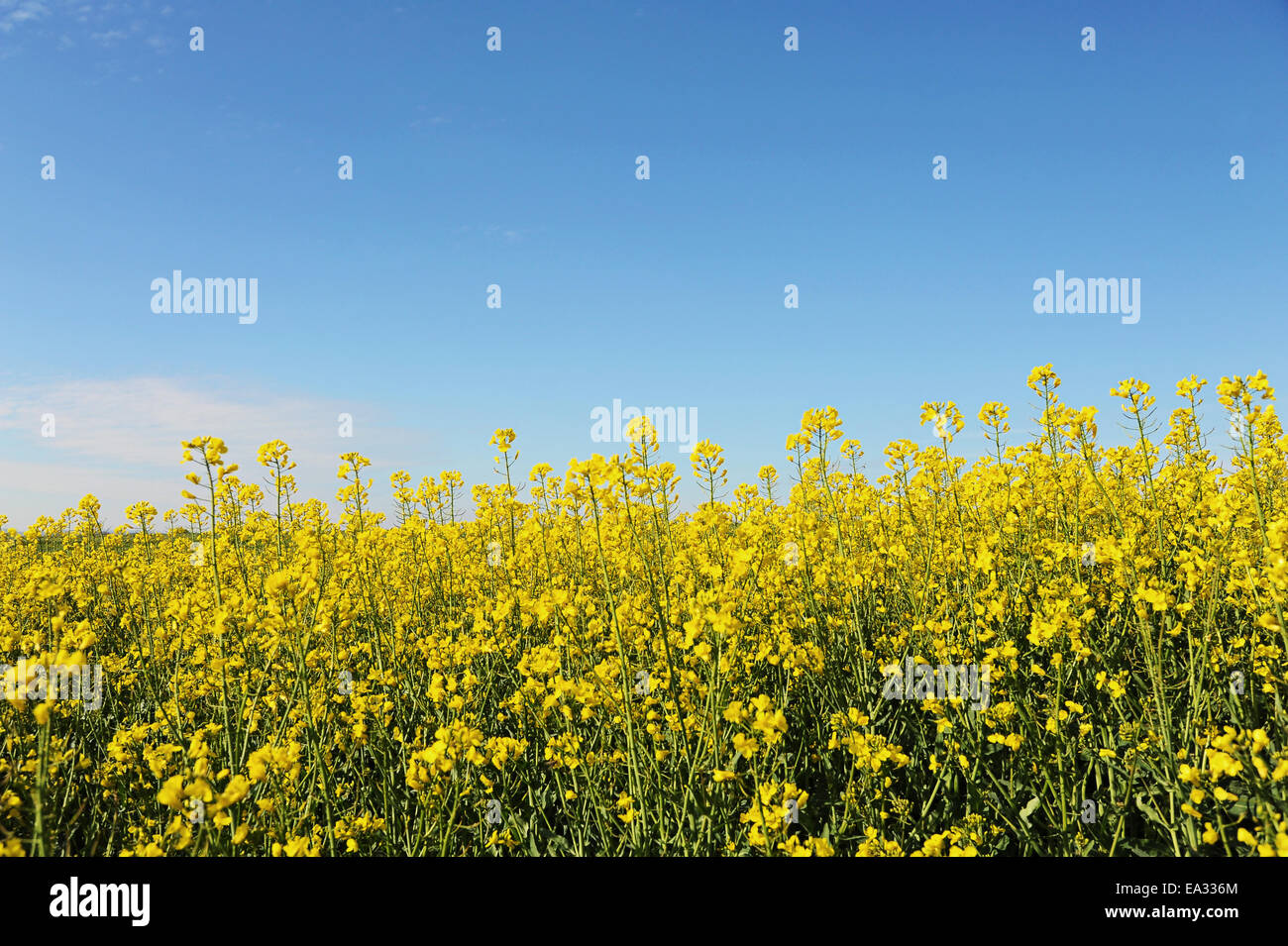 Blooming canola field on the Stock Photo - Alamy