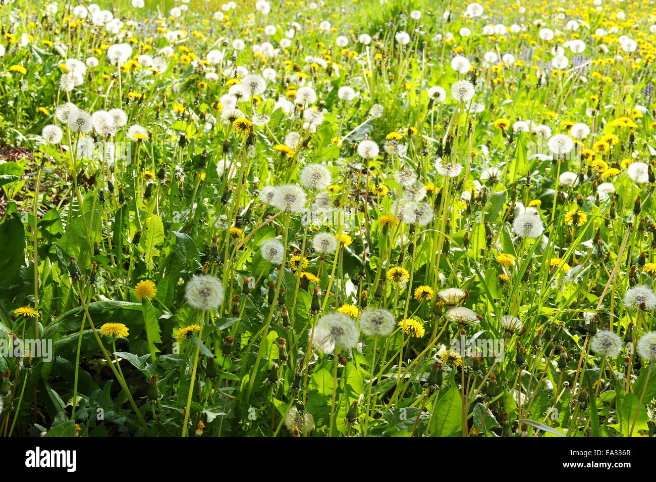 Blooming dandelions on the meadow Stock Photo - Alamy