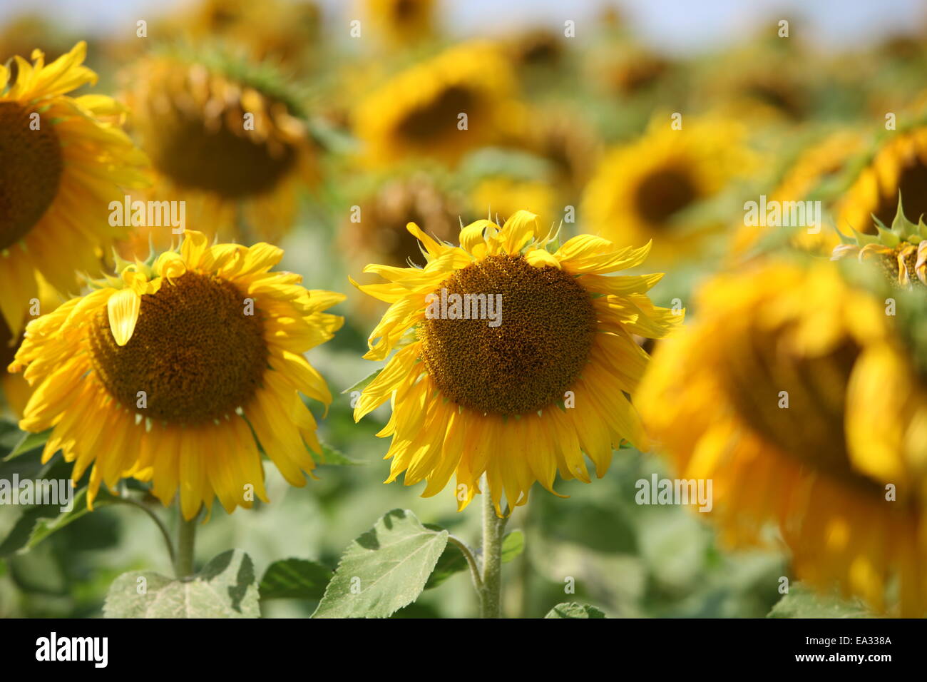 Four sunflowers hi-res stock photography and images - Alamy