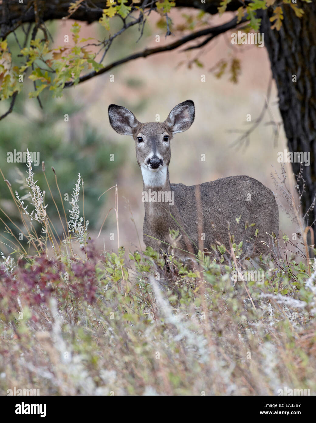 White-tailed deer (whitetail deer) (Virginia deer) (Odocoileus ...