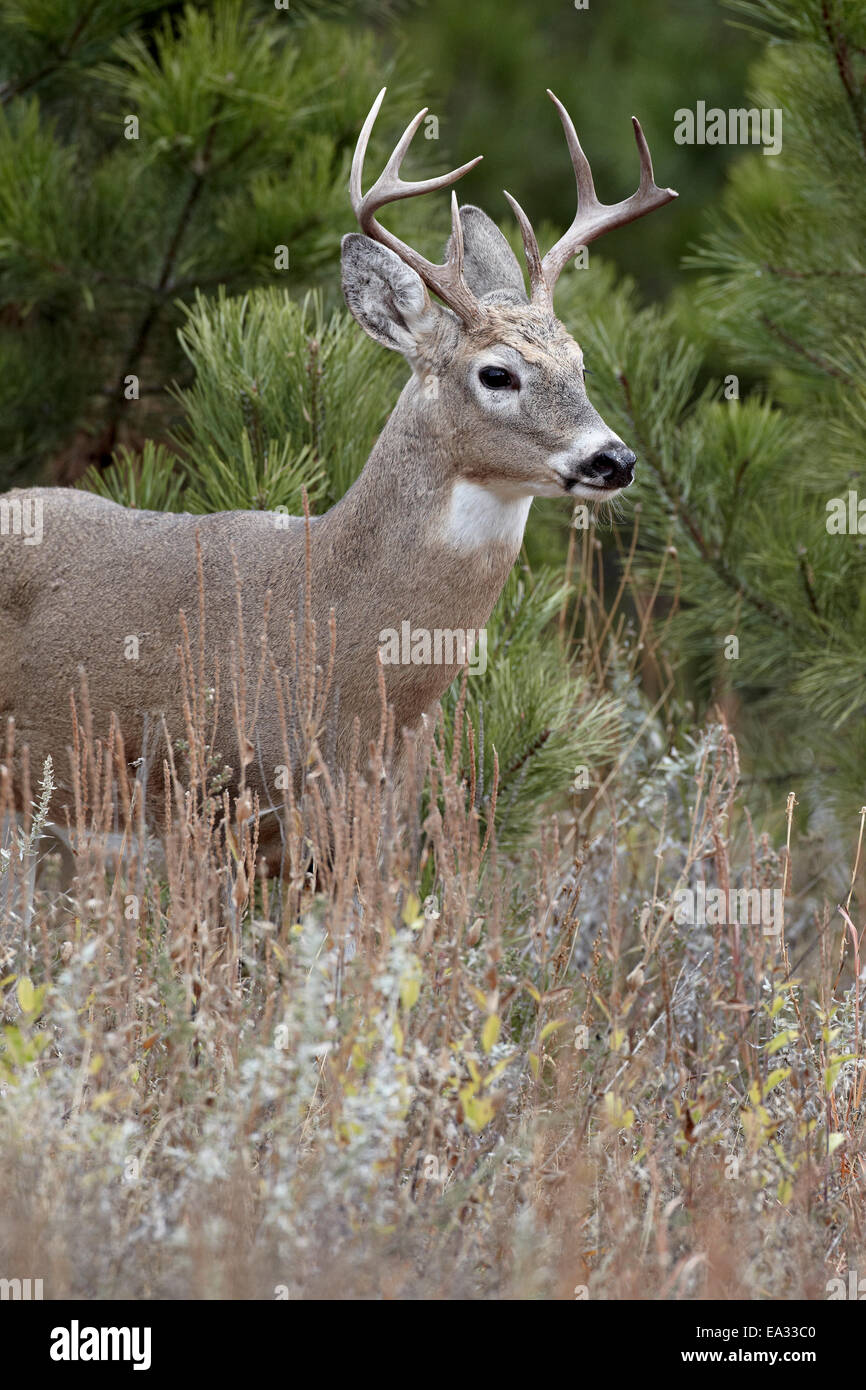 White-tailed deer (whitetail deer) (Virginia deer) (Odocoileus ...