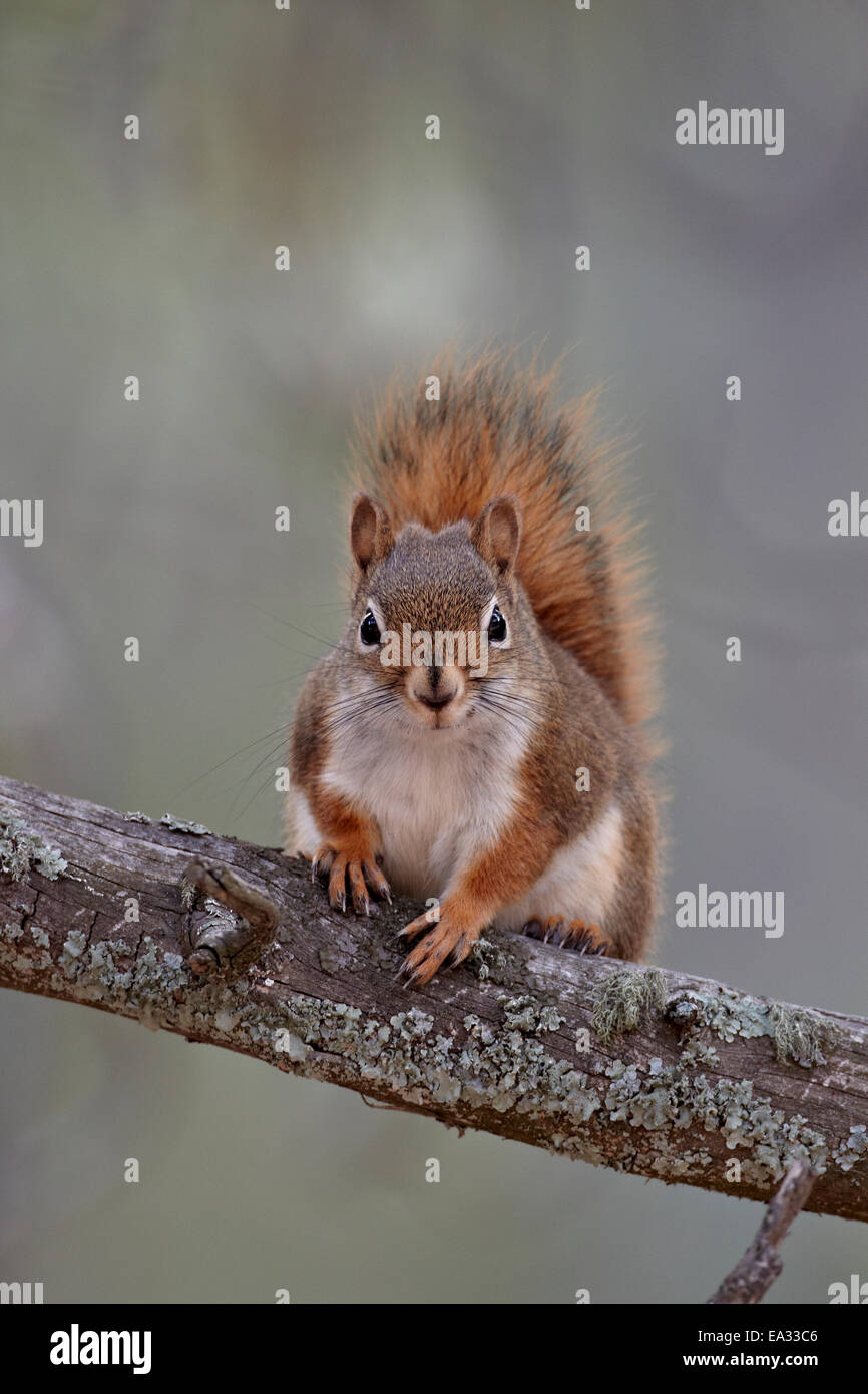 American red squirrel hi-res stock photography and images - Alamy