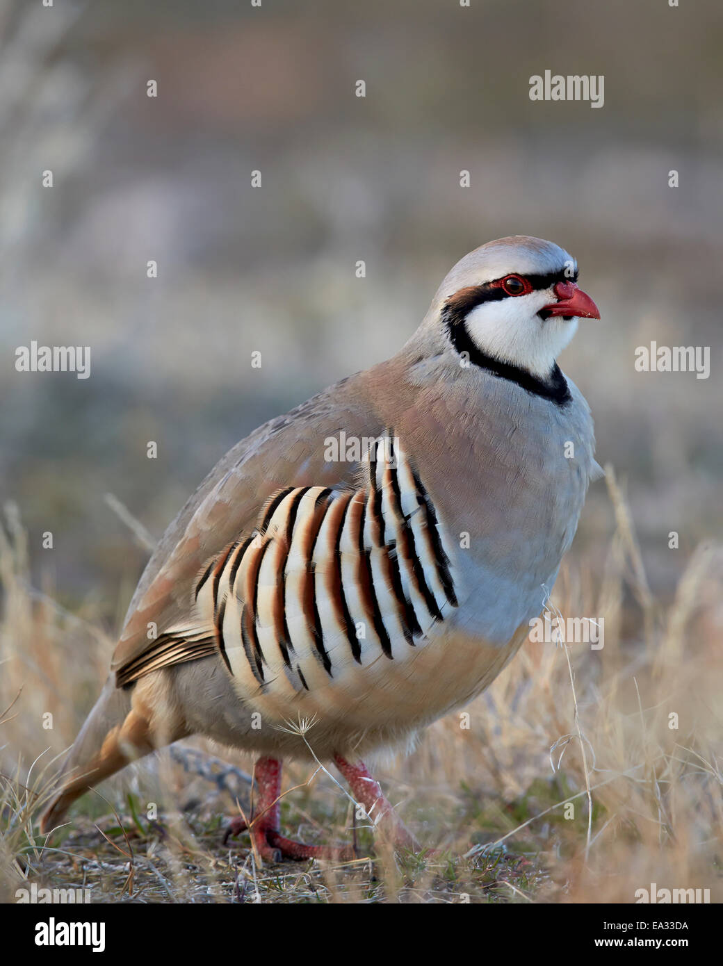 Chukar (Alectoris chukar), Antelope Island State Park, Utah, United ...