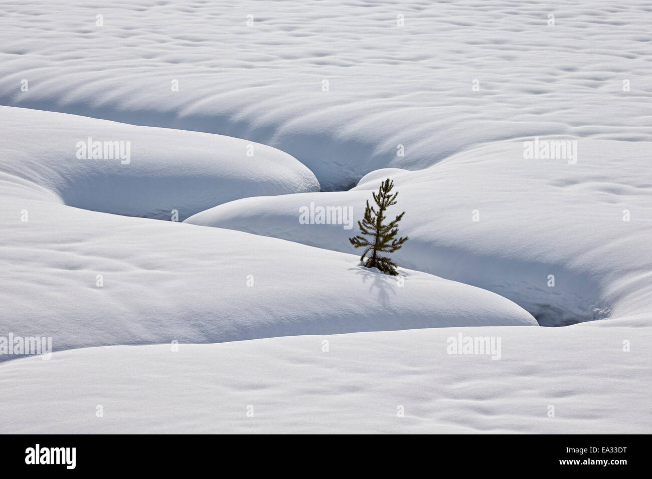 Lone evergreen tree in the snow with a meandering stream, Grand Teton ...