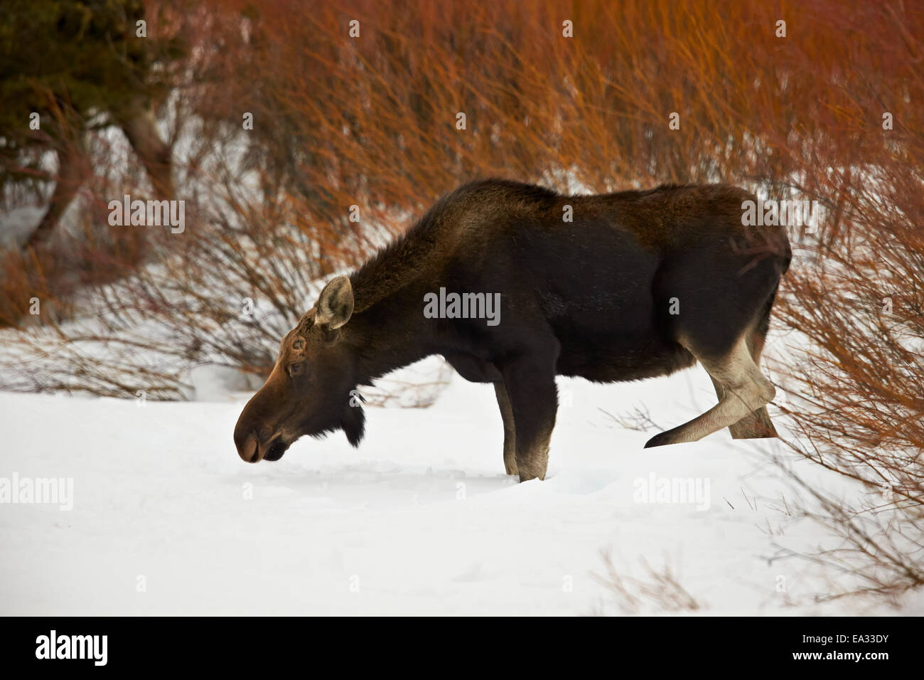 Bull Moose (Alces alces) without antlers in the snow, Grand Teton ...