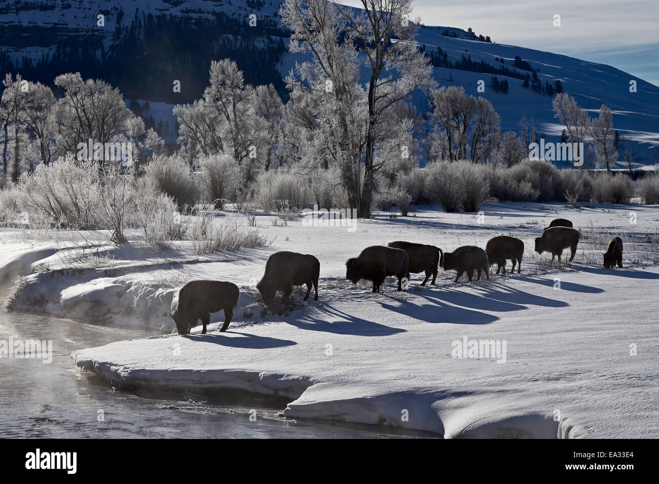 Bison cows in the snow with frost-covered trees in the winter ...