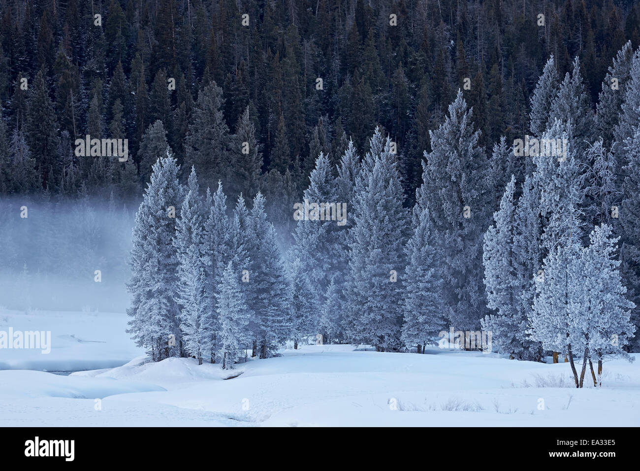 Yellowstone trees hi-res stock photography and images - Alamy