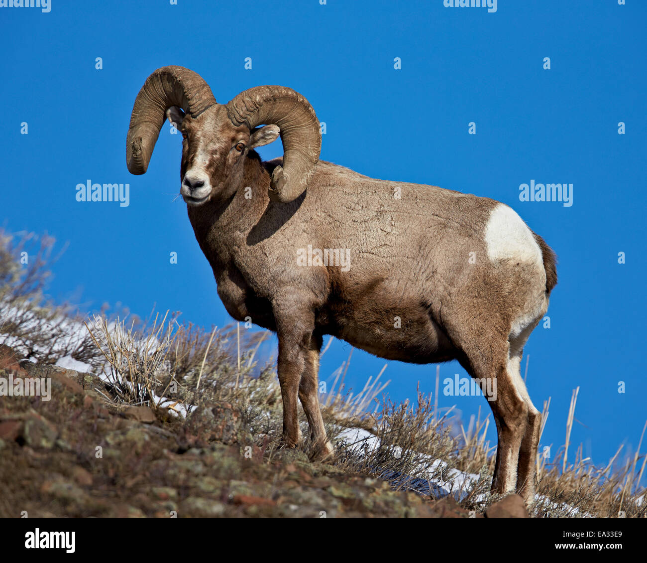 Bighorn Sheep (Ovis canadensis) ram in the snow, Yellowstone National ...