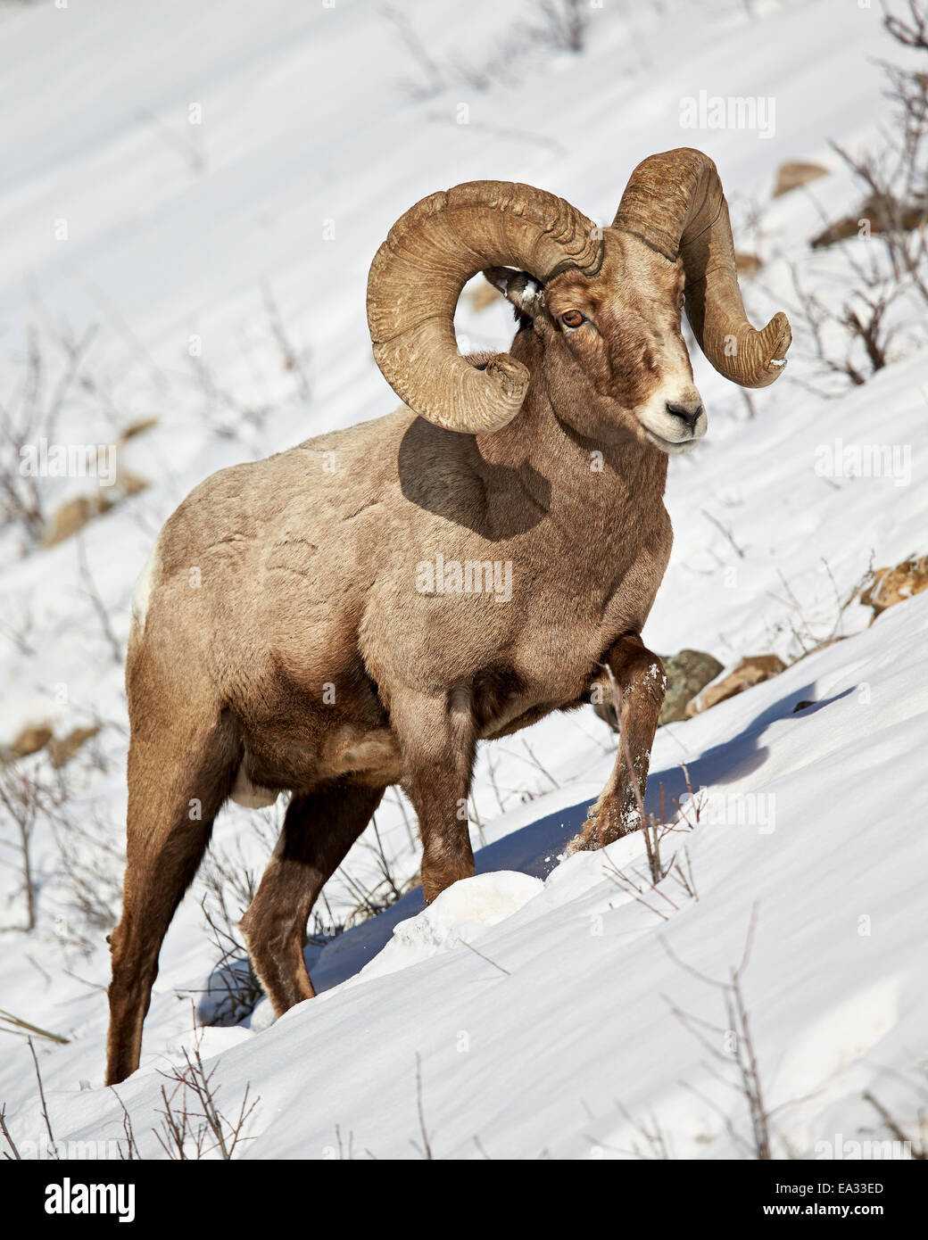Bighorn Sheep (Ovis canadensis) ram in the snow, Yellowstone National ...