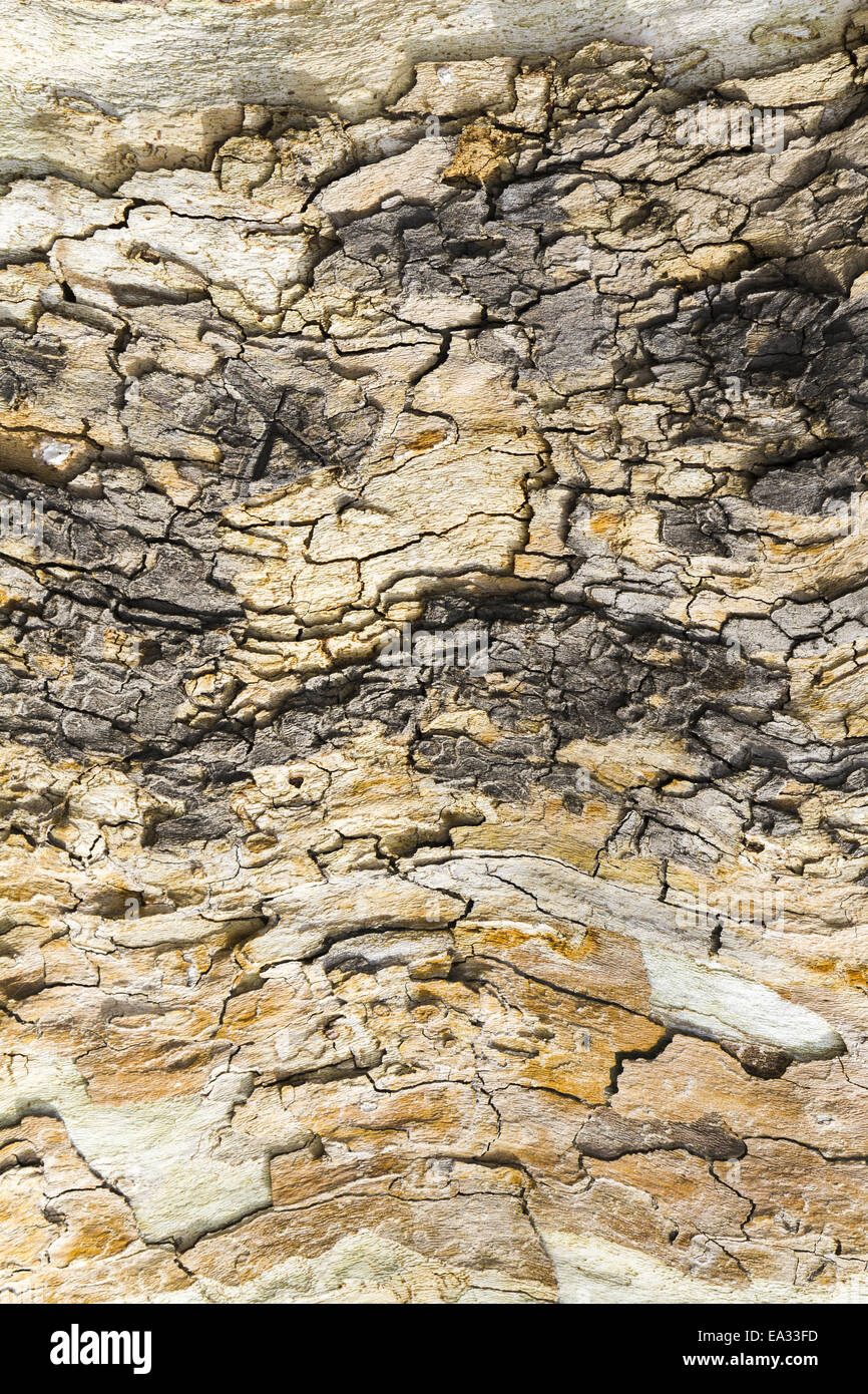 Aussenhaut hi-res stock photography and images - Alamy