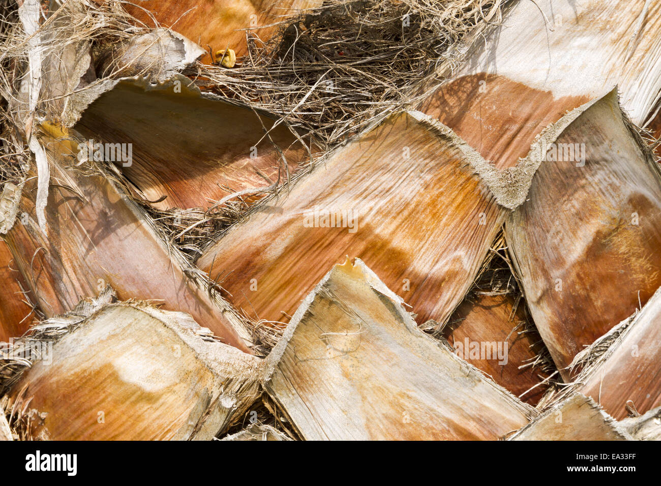 Palmfasern hi-res stock photography and images - Alamy