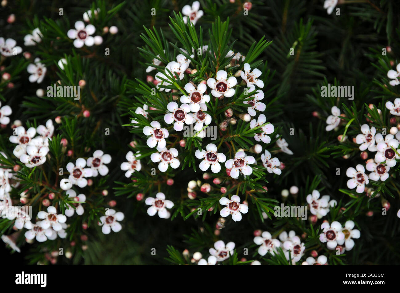 Waxflower hi-res stock photography and images - Alamy