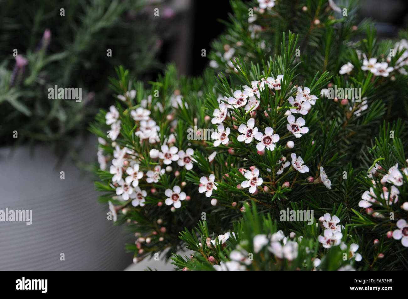 Waxflower hi-res stock photography and images - Alamy