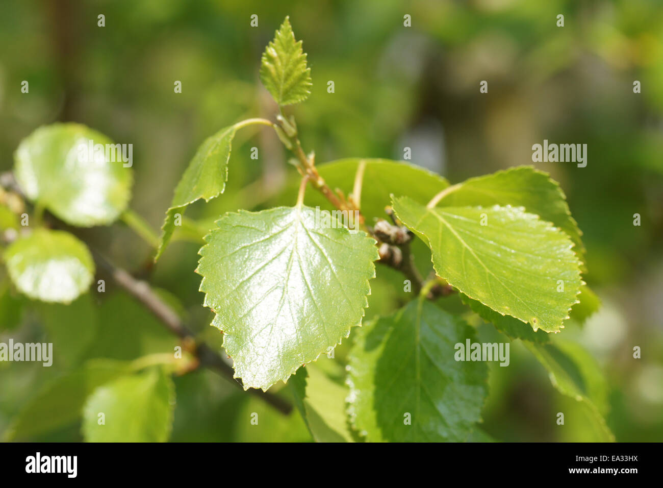 Downy birch betula pubescens bark hi-res stock photography and images ...