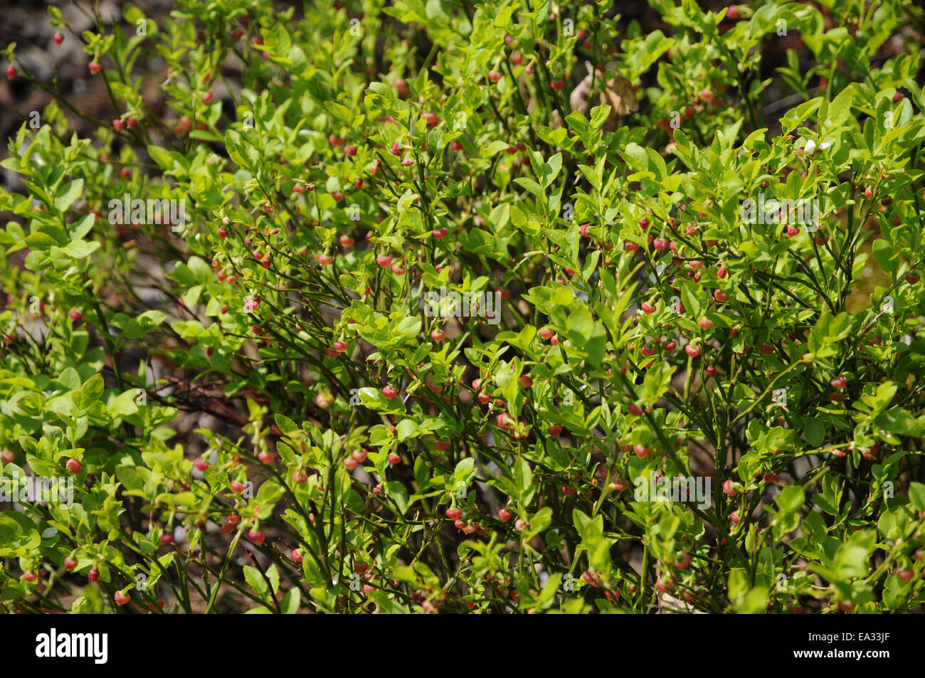 Schwarzbeere hi-res stock photography and images - Alamy