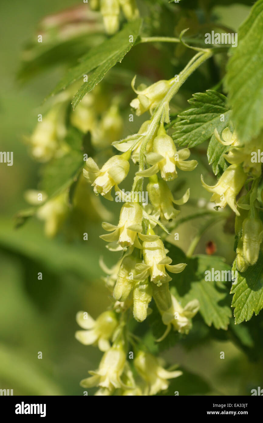 Ribes americanum hi-res stock photography and images - Alamy