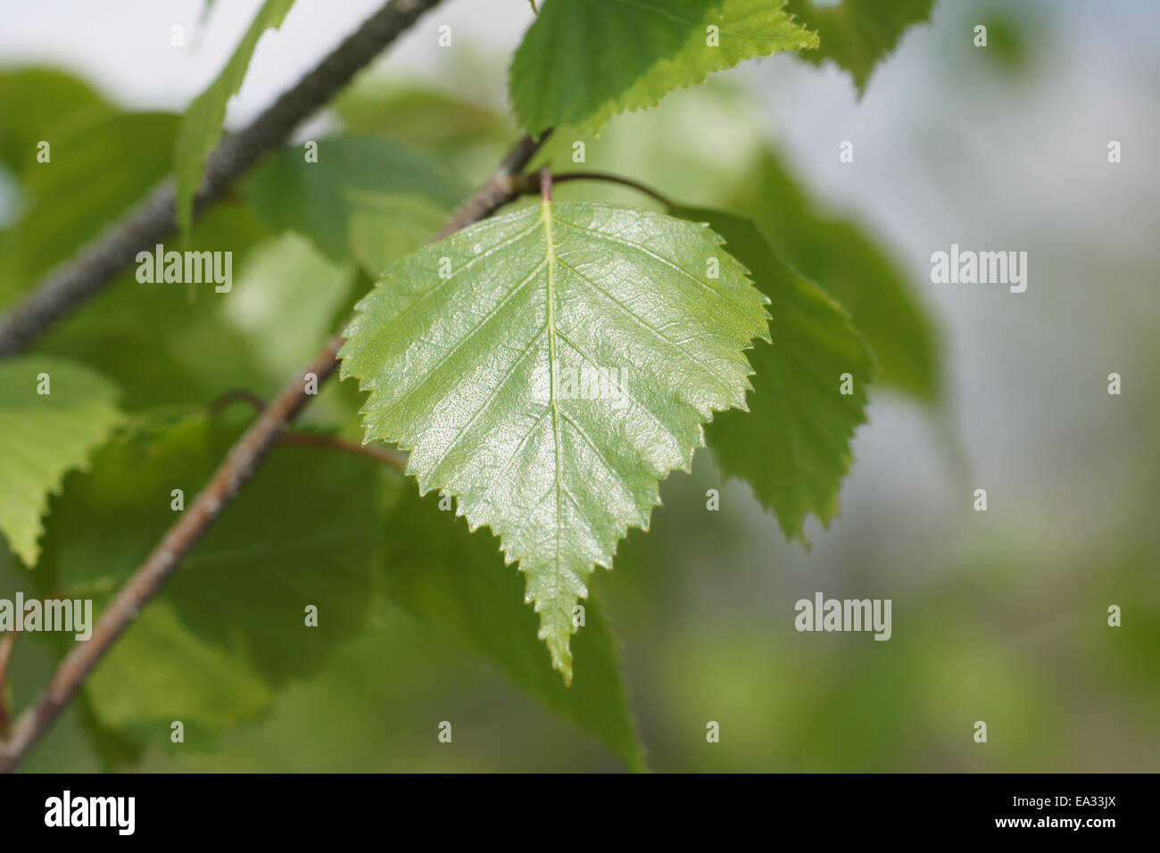 Catkins silver birch hi-res stock photography and images - Alamy
