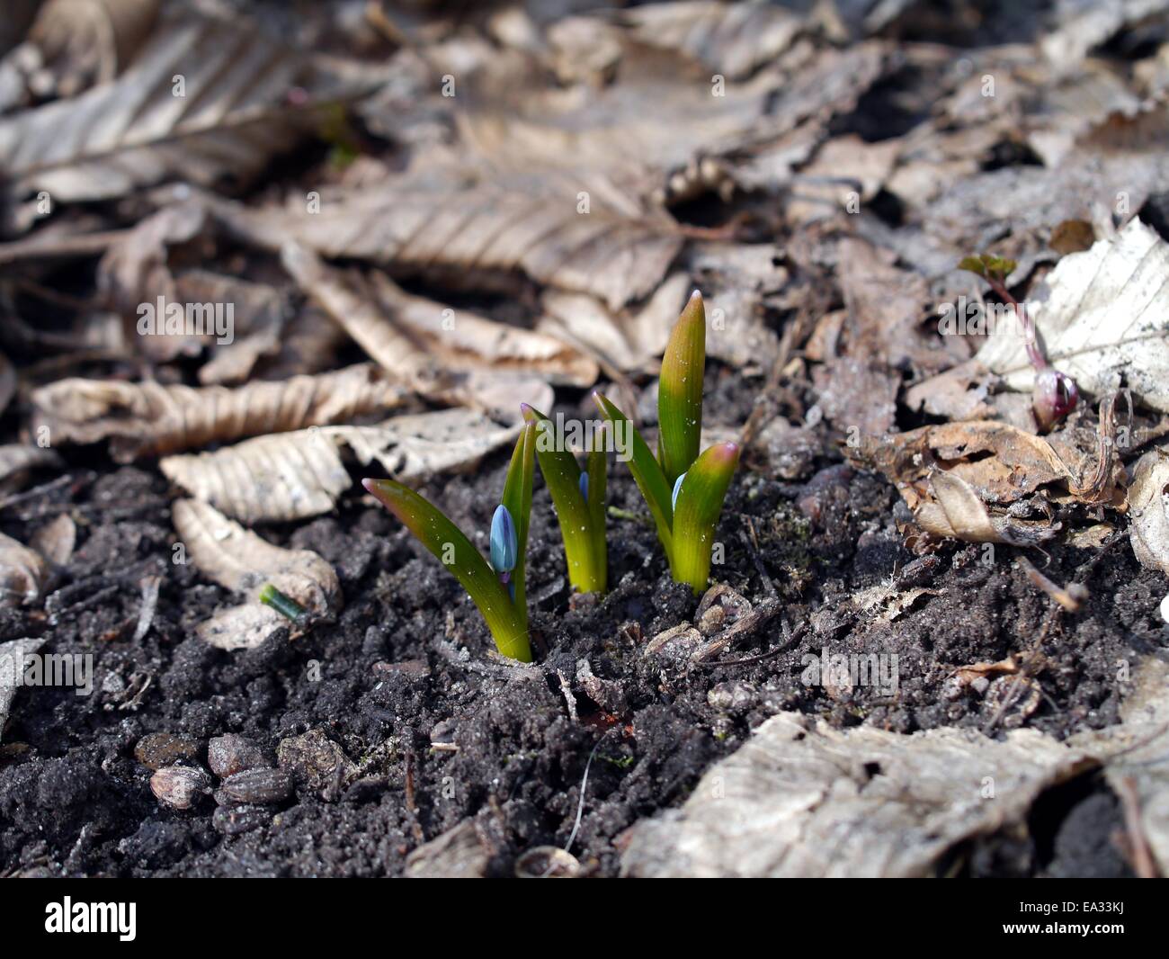snowdrop with blue flower on leaf background Stock Photo - Alamy