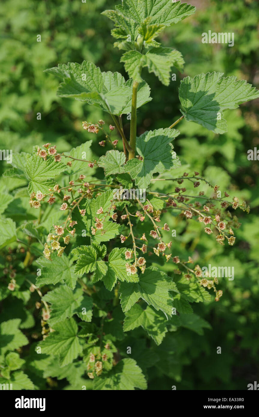 Currant ribes spicatum hi-res stock photography and images - Alamy