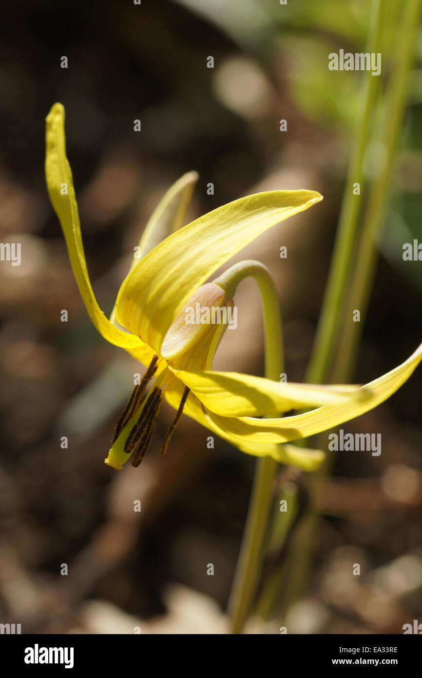 American dog-tooth lily Stock Photo - Alamy