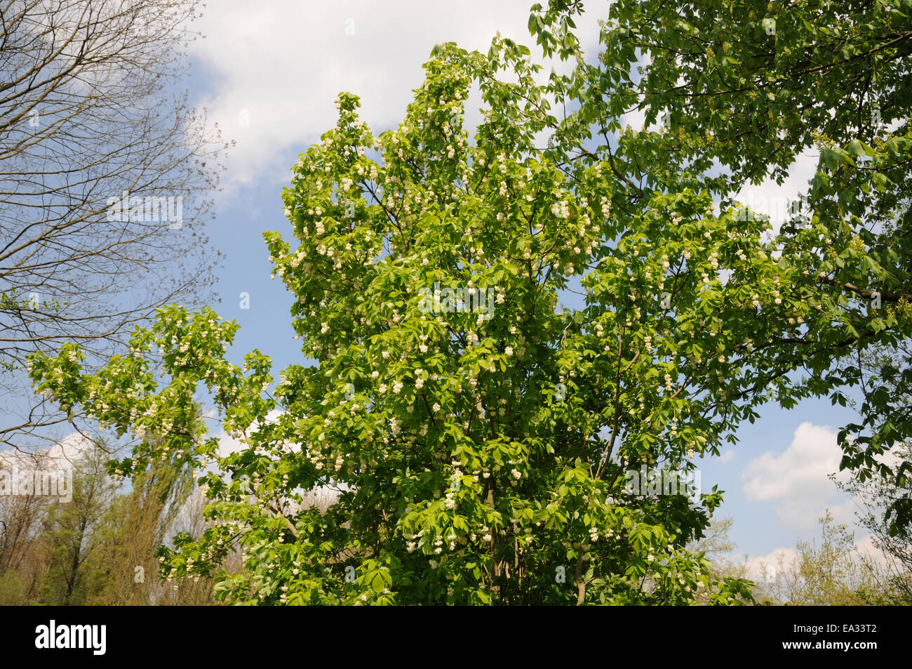 Bladdernuts hi-res stock photography and images - Alamy