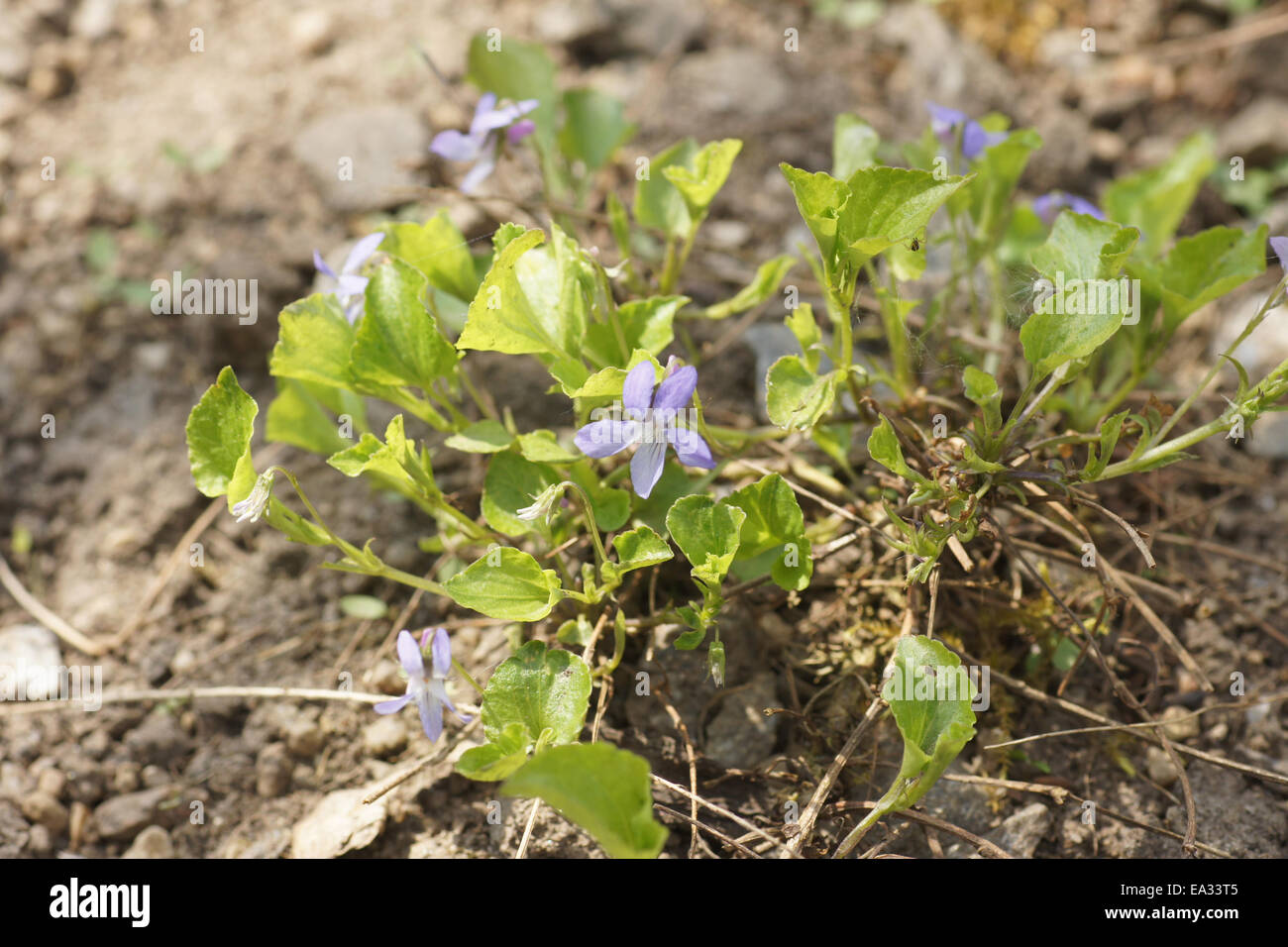American dog violet hi-res stock photography and images - Alamy