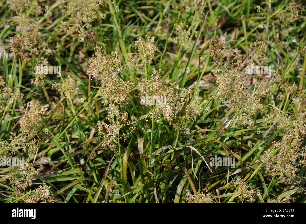 Woodrush hi-res stock photography and images - Alamy