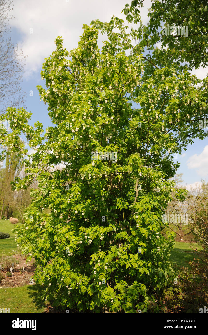 Bladdernut hi-res stock photography and images - Alamy