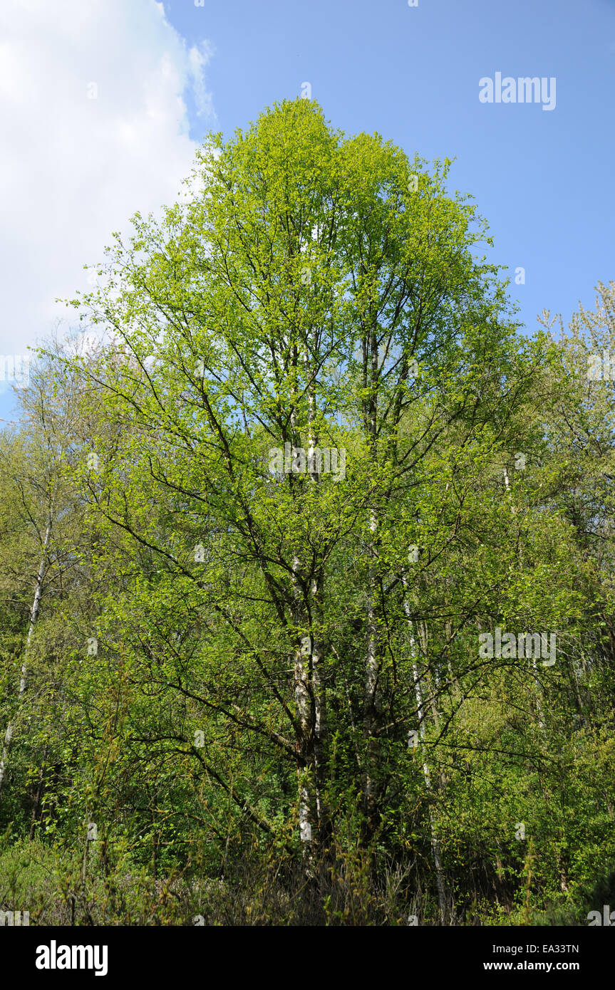 Downy birch betula pubescens bark hi-res stock photography and images ...